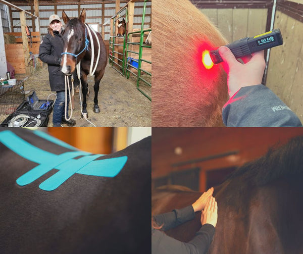 Maximizing Equine Wellness: The Power of Stacking Multiple Bodywork ...
